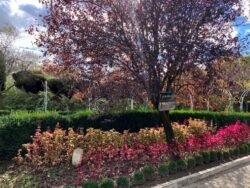 I GIARDINI DI ZOE. IN VIZITA LA GRADINILE DIN BANPOTOC. – TARA DACILOR