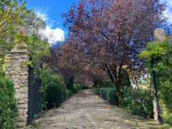 I GIARDINI DI ZOE. IN VIZITA LA GRADINILE DIN BANPOTOC. – TARA DACILOR