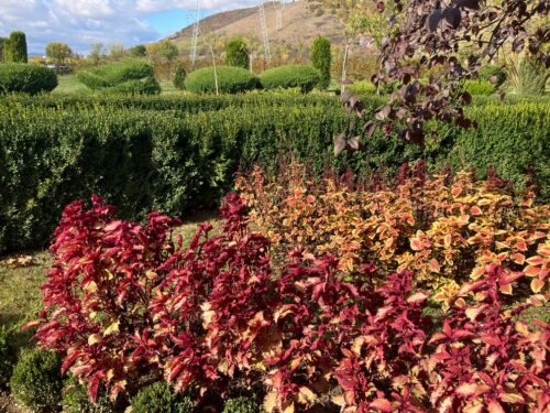 I GIARDINI DI ZOE. IN VIZITA LA GRADINILE DIN BANPOTOC. – TARA DACILOR
